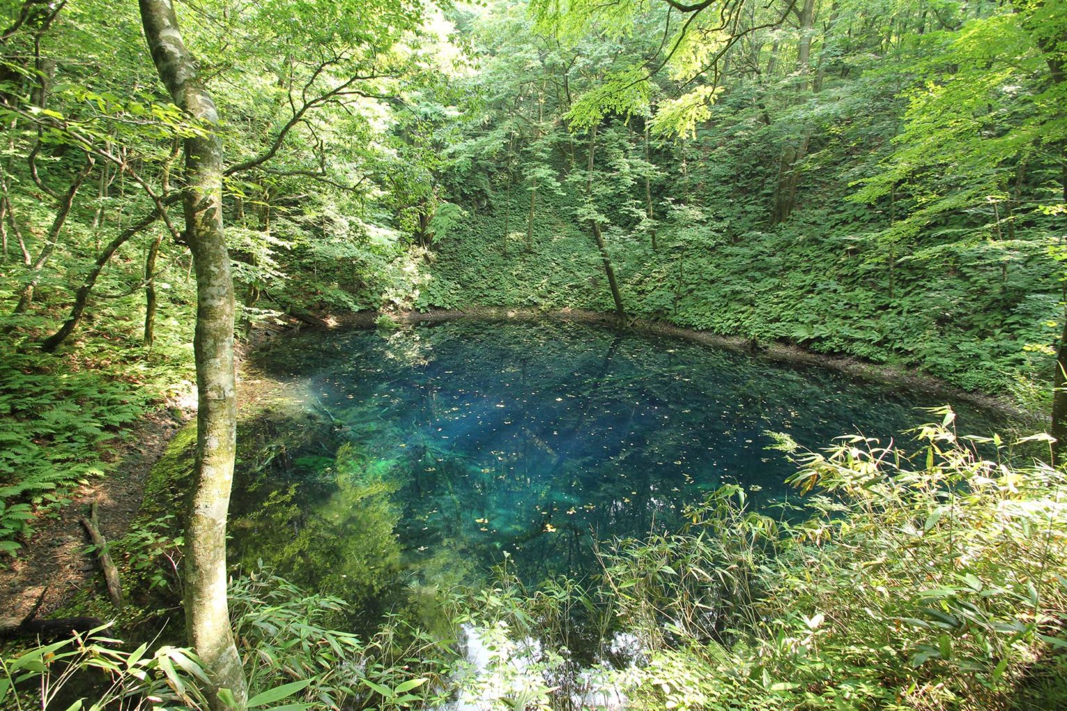 白神山地 | アジア, 日本 | 世界遺産ガイド